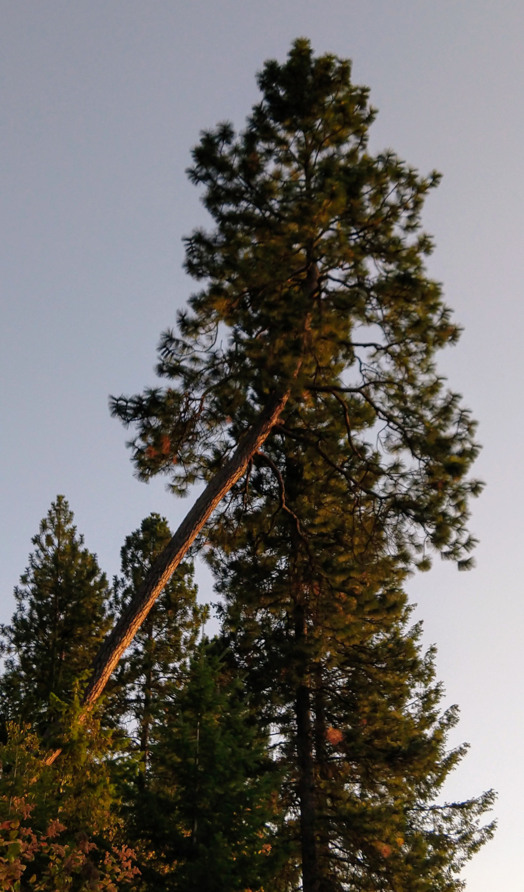 Leaning Pine Point – Lake Coeur d'Alene, North Idaho